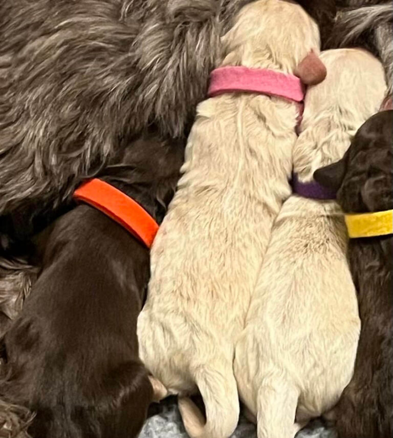 His Fame Australian Labradoodles | Current Puppies Available