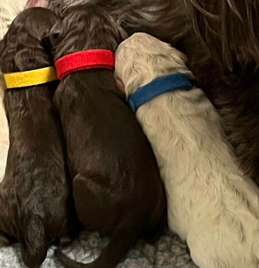 His Fame Australian Labradoodles | Current Puppies Available