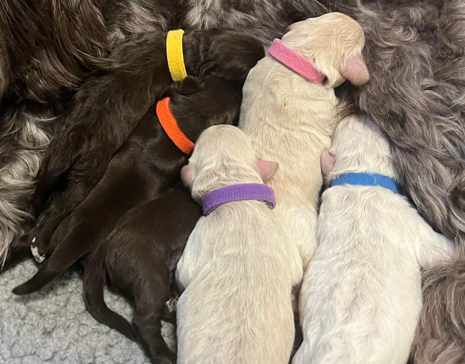 His Fame Australian Labradoodles | Current Puppies Available