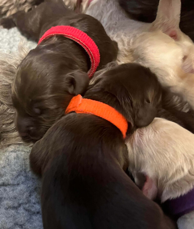 His Fame Australian Labradoodles | Current Puppies Available