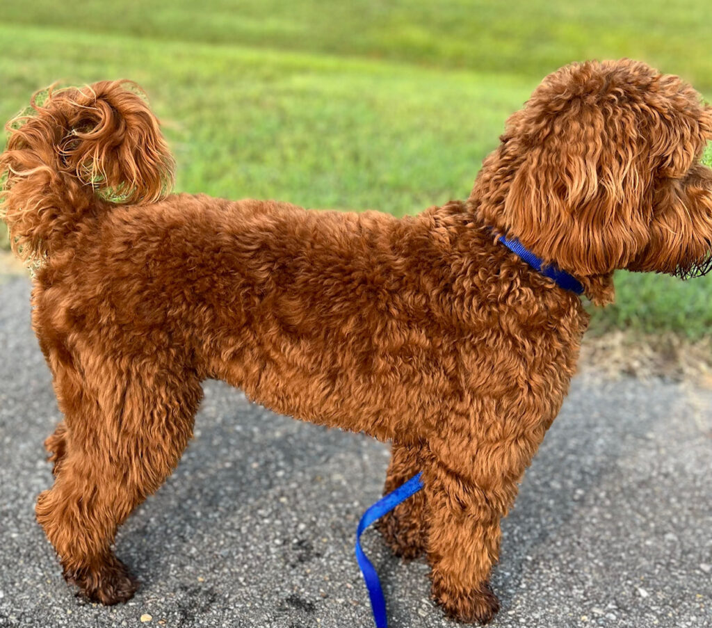His Fame Australian Labradoodles | Dads