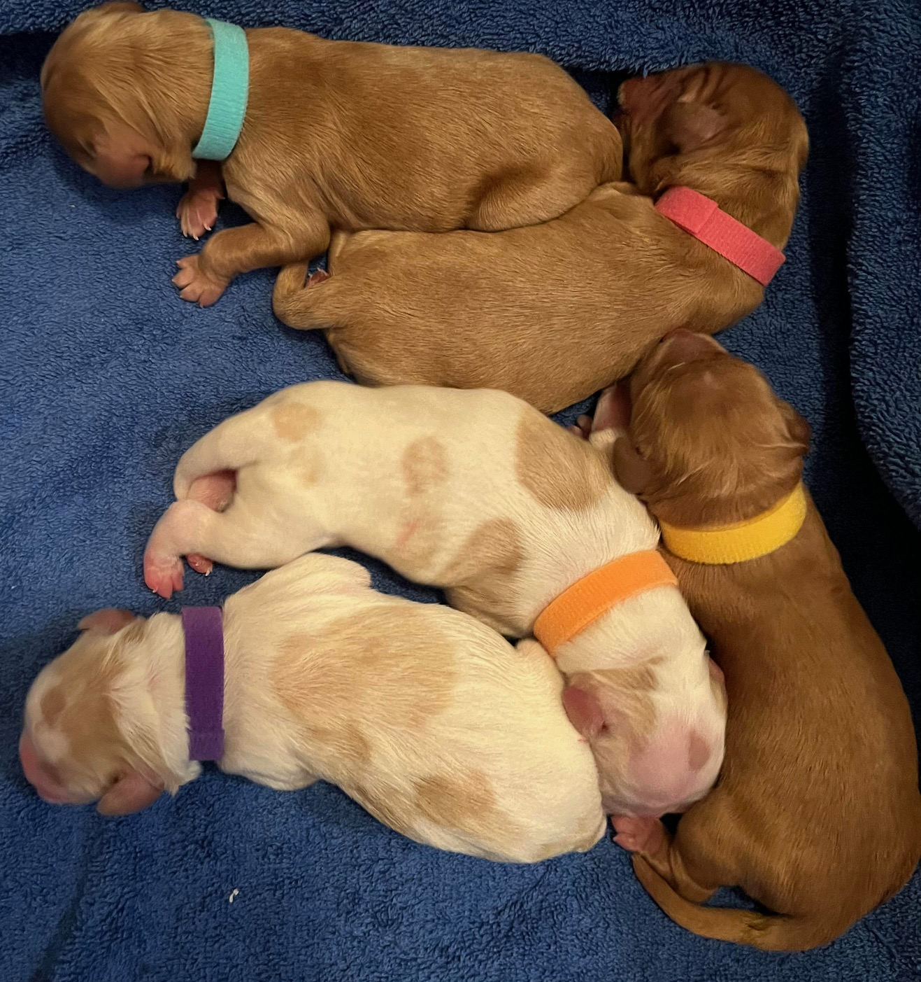 His Fame Australian Labradoodles | Current Puppies Available